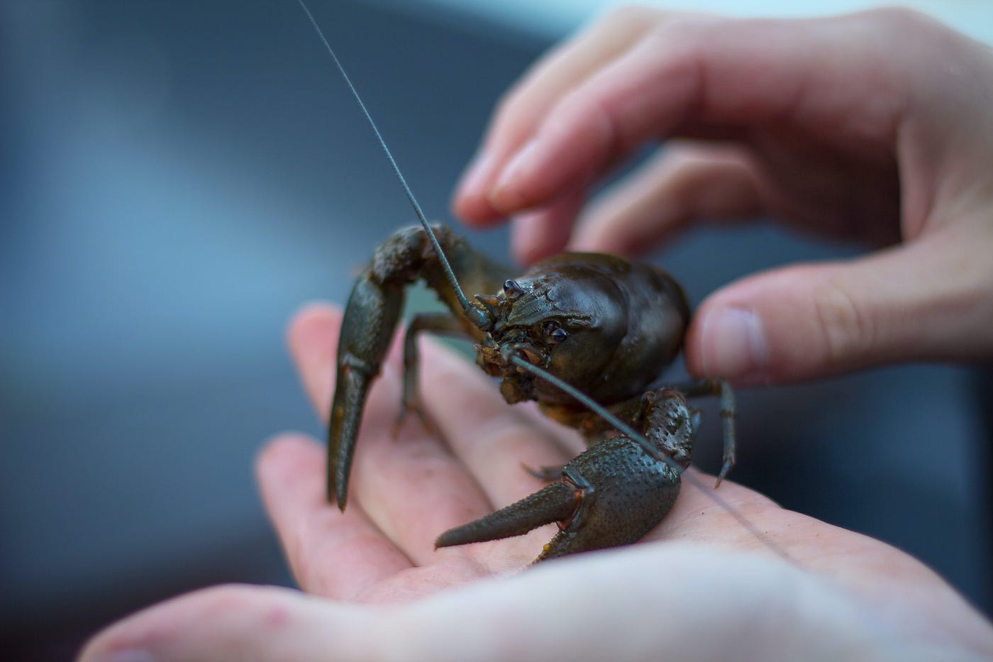 Pet Crayfish