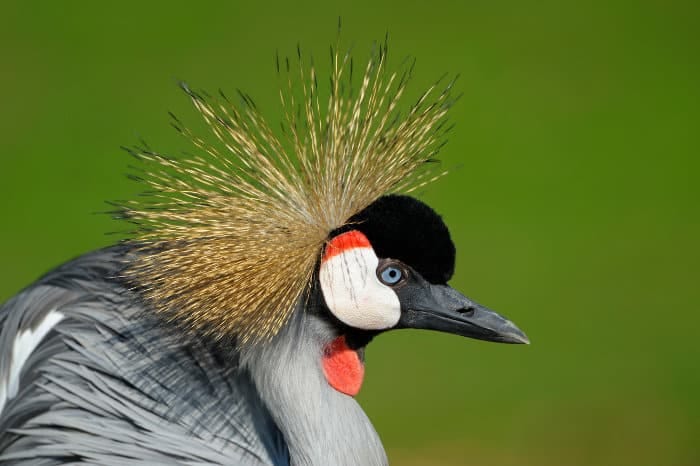 African Grassland Birds