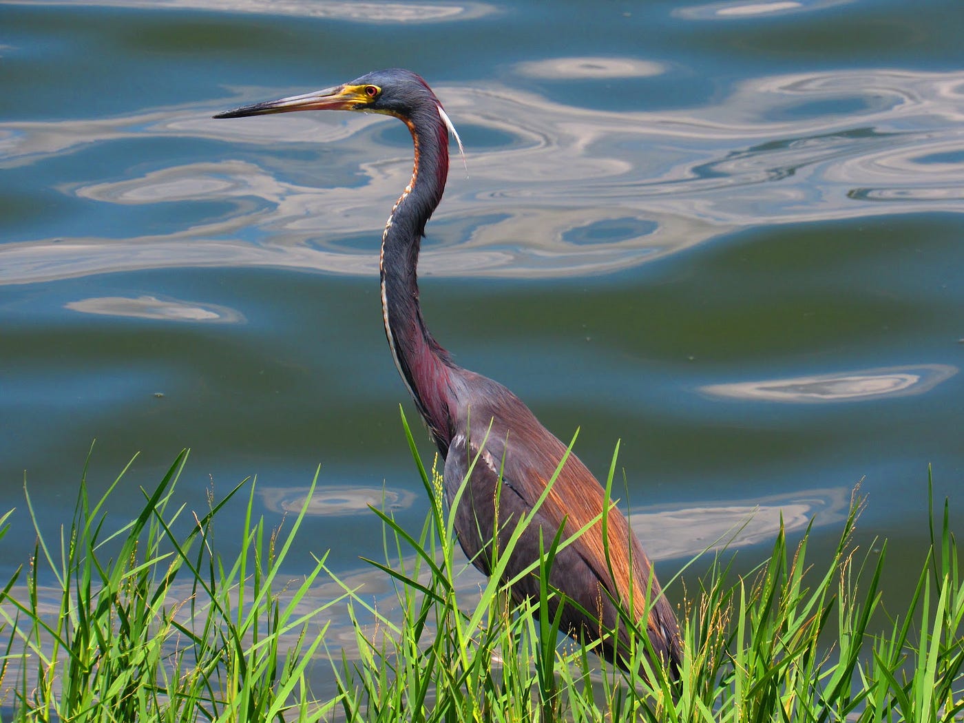 Tricolored Heron Vs Great Blue Heron