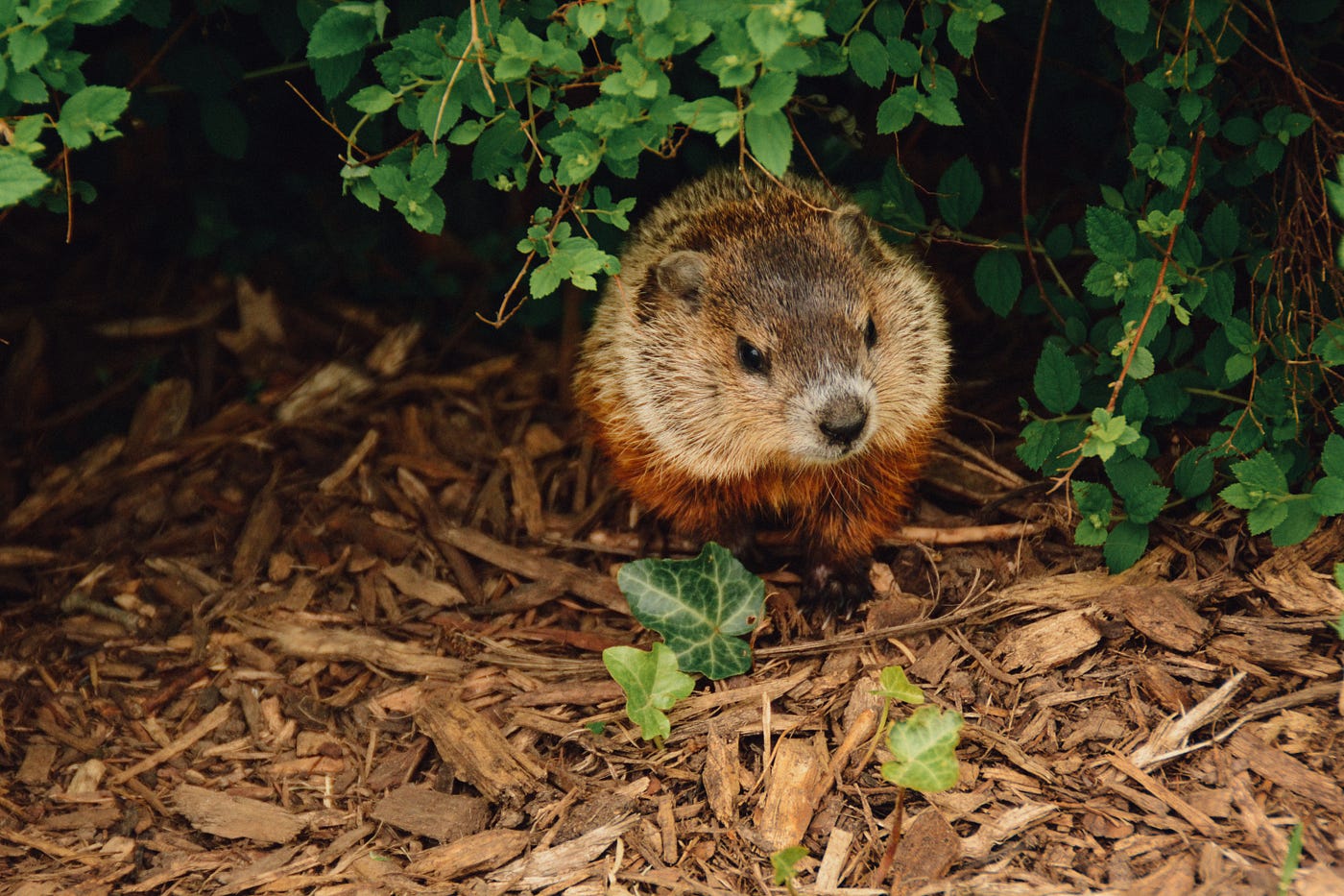 Woodchuck Tongue Twister Full