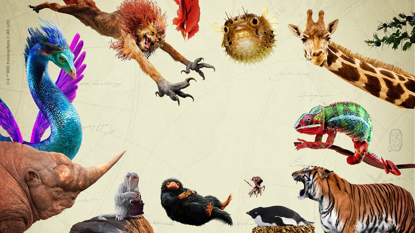 Wonders Of World Animals