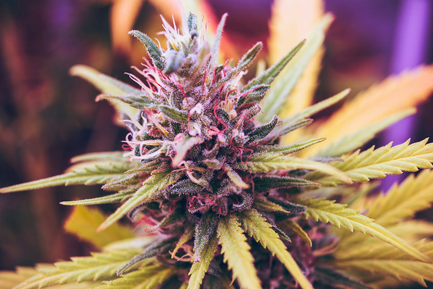 How to Run Facebook Ads for Cannabis Brands Without Getting Banned ...