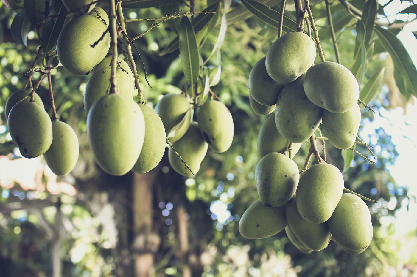 The Meaning And Symbolism Of The Word Fruit