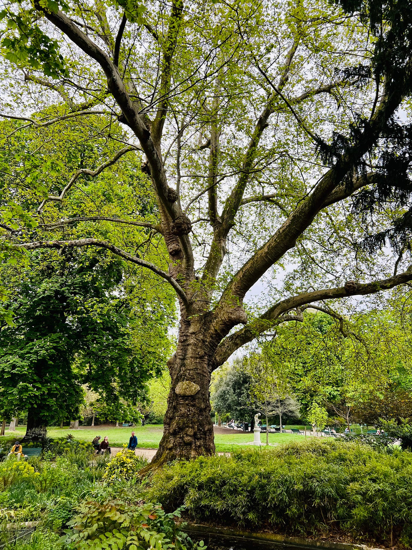Weird Trees In London