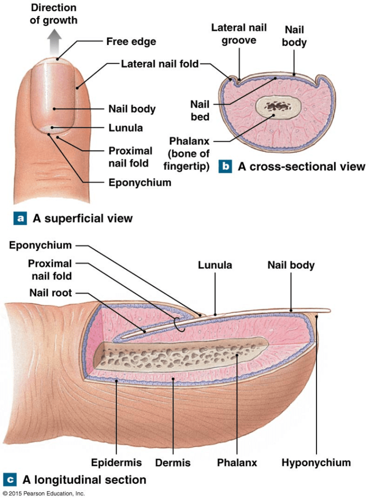 Nail Structure Diagram