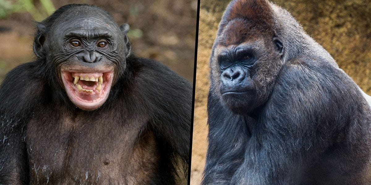 Gorila Vs Chimpancé