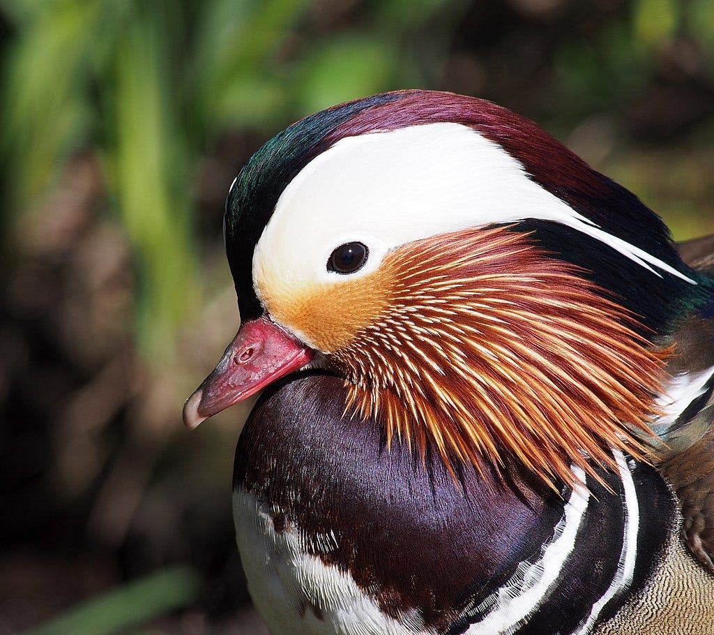 Mandarin Duck Facts Animals Of Asia Worldatlas