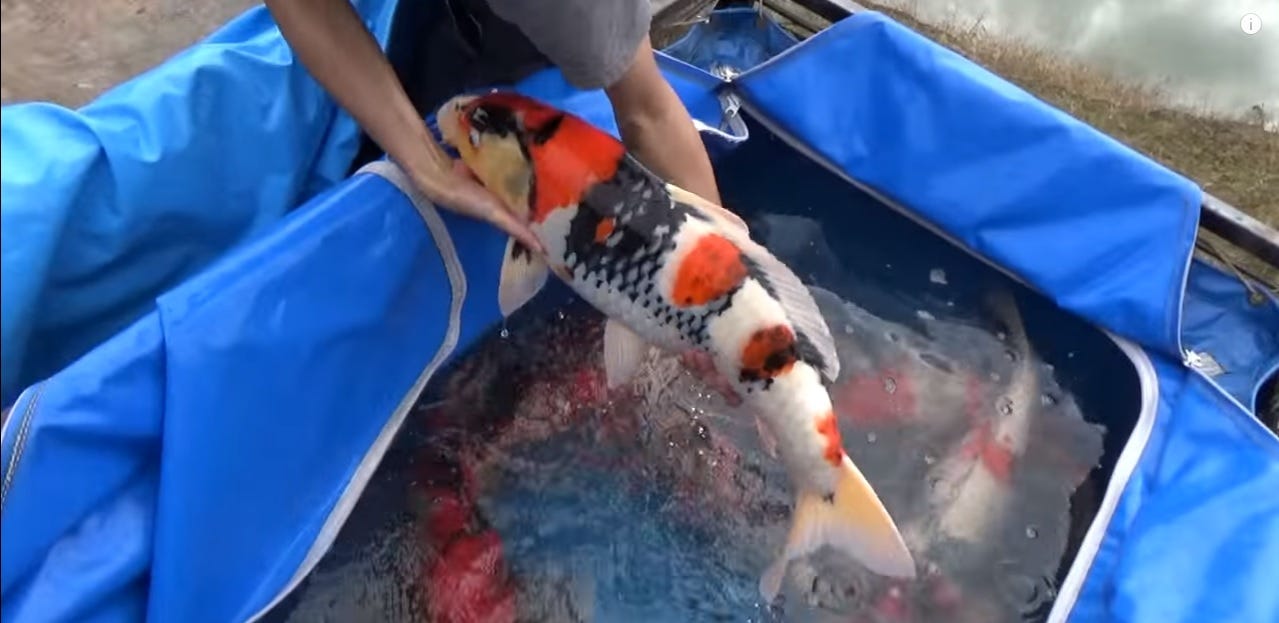Biggest Koi In The World