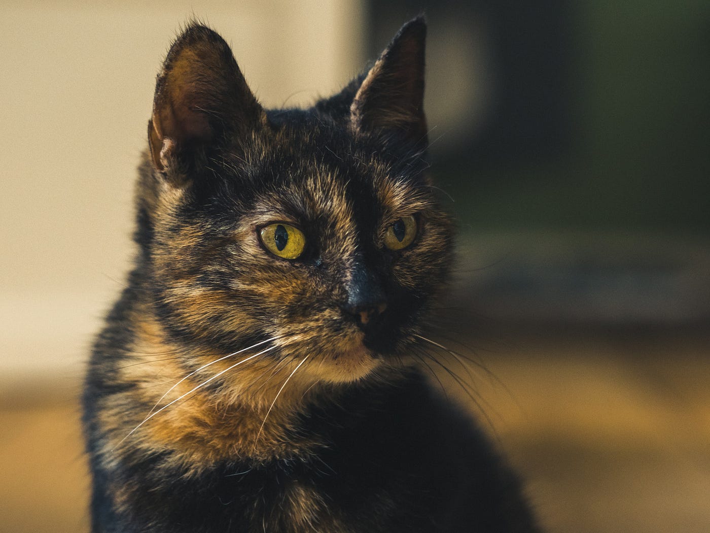 Black Tortoiseshell Cat With Blue Eyes