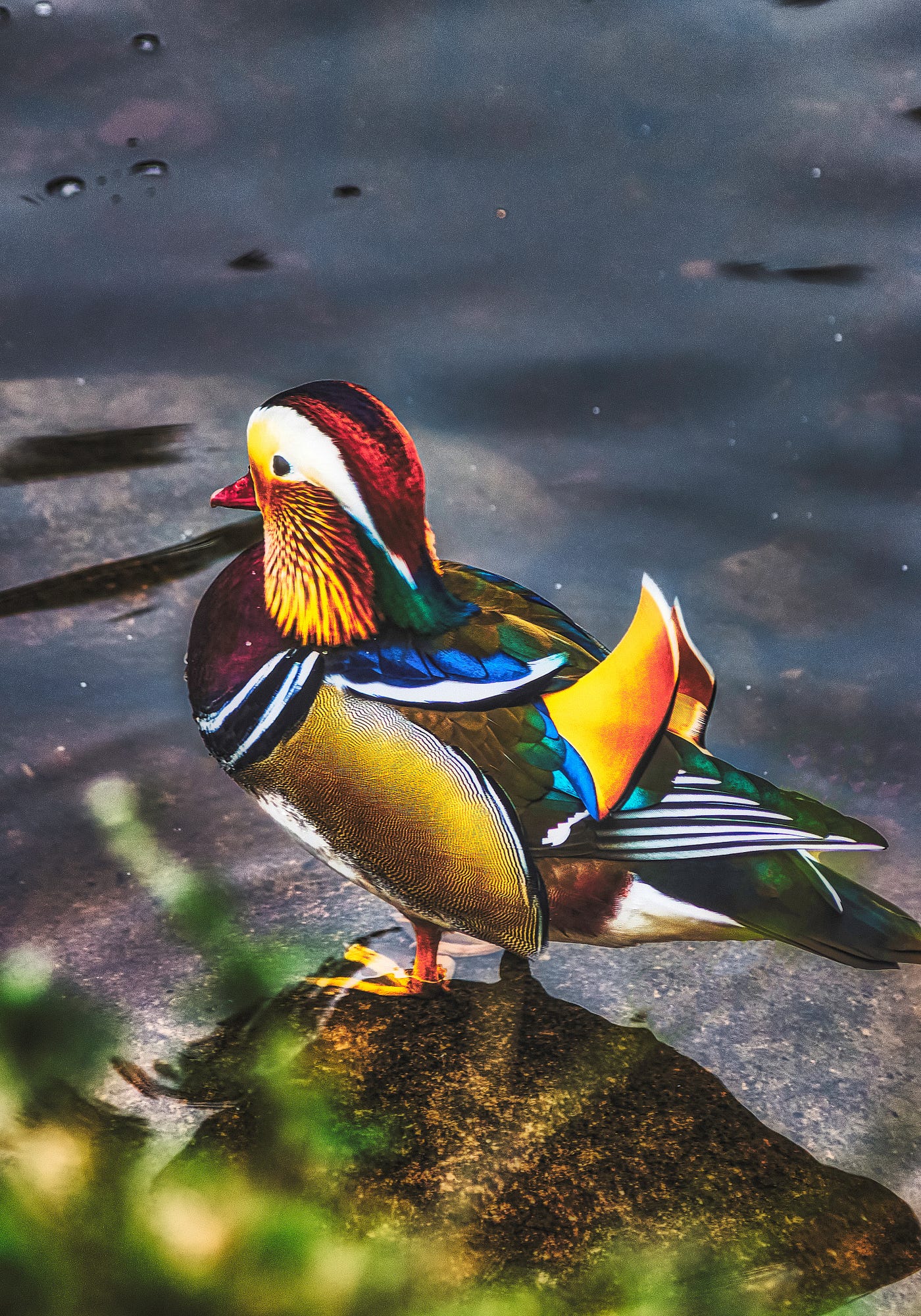 Chinese Duck Bird