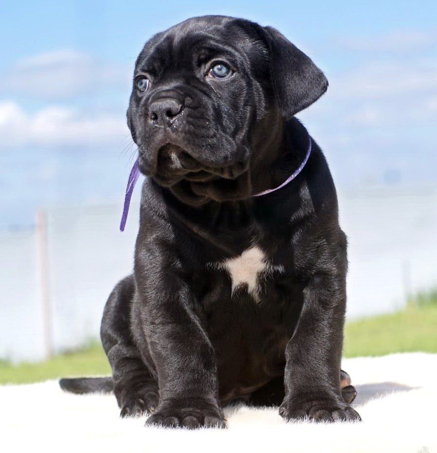What Kind Of Dog Is An Italian Mastiff