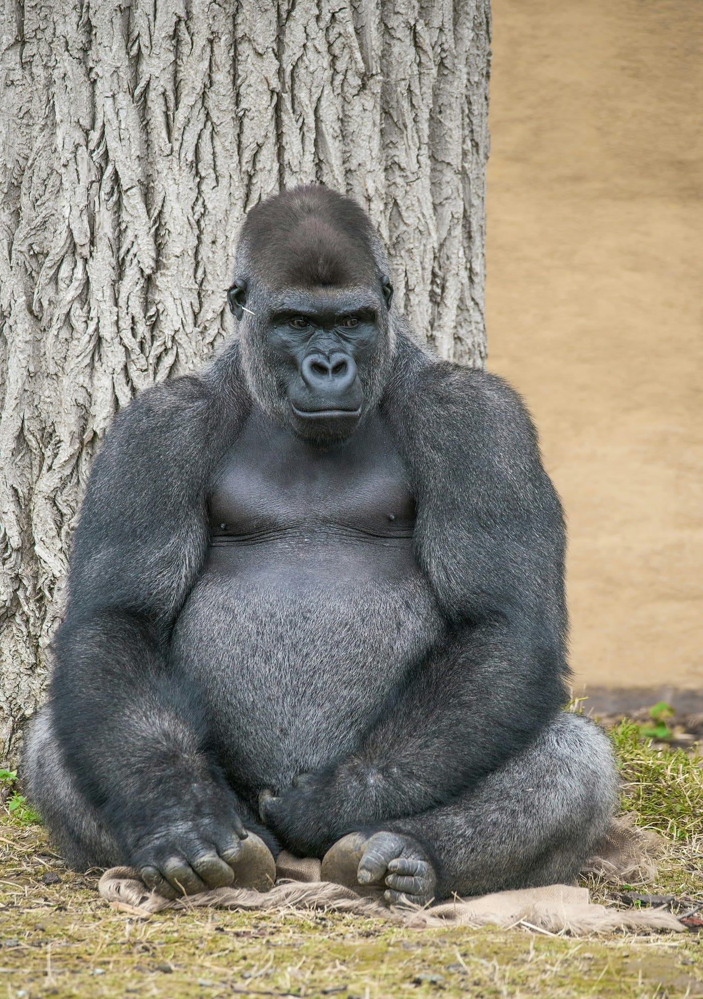 Most Endangered Animals 2024
