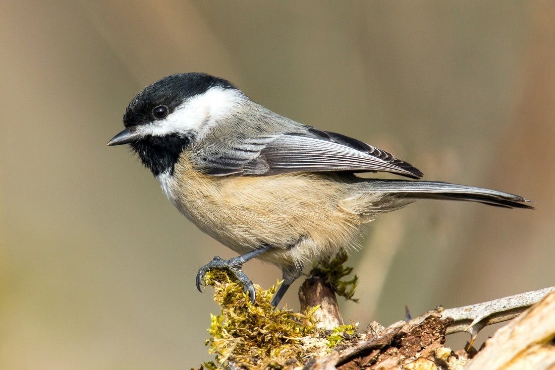 Zodiac signs as birds of prey 60 photos - Youhoroscope.com