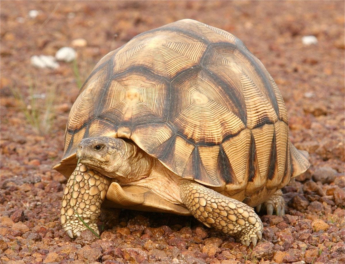 The Rarest Animal On Earth 8 Rarest Animals In The World