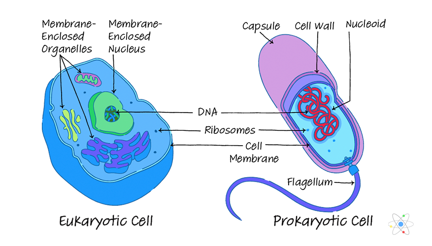 Plastids Diagram Labeled
