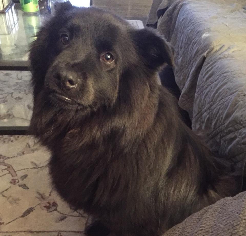 Chow Chow Border Collie Mix Puppy
