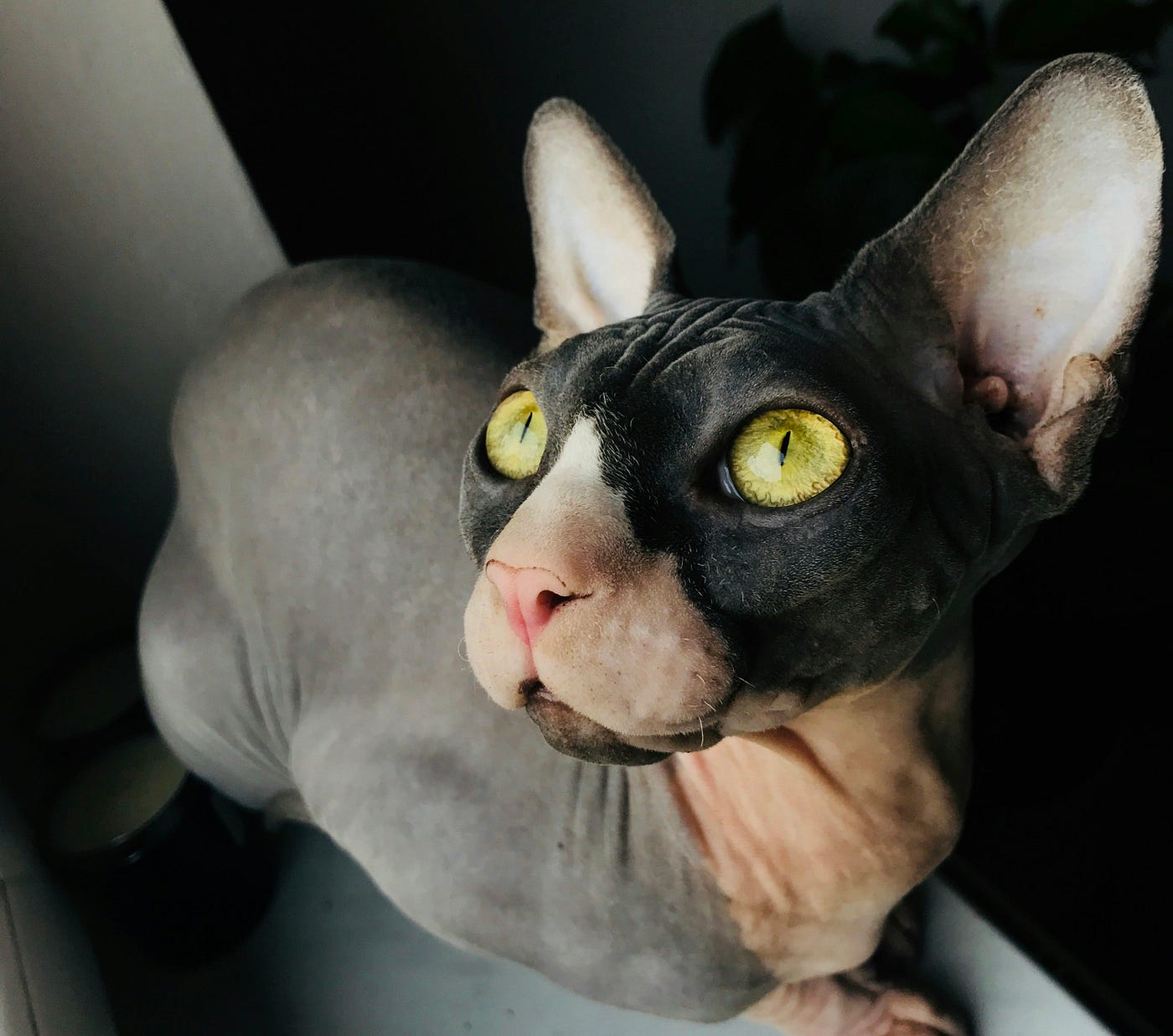 Scary Evil Cats