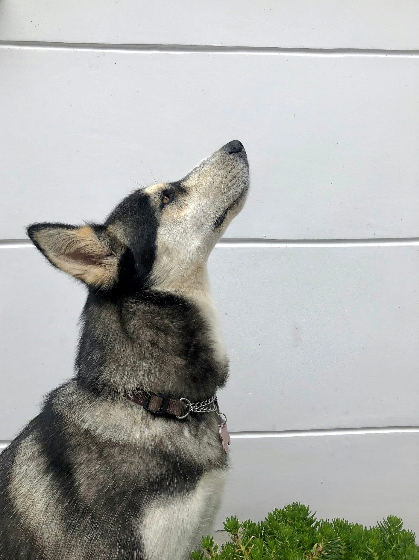 Gentleman Patient Wolf Quotes