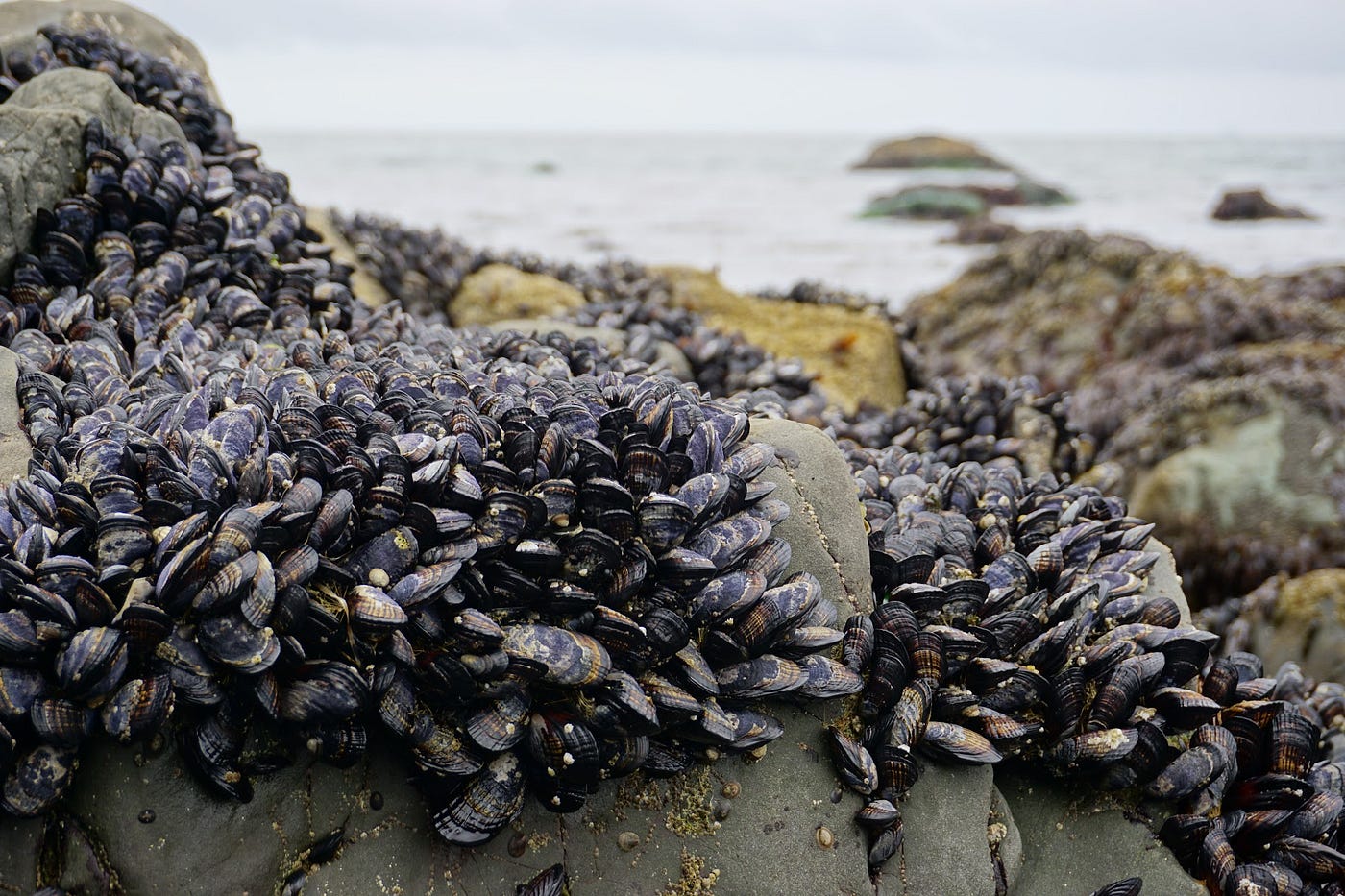 Mussels On Beach