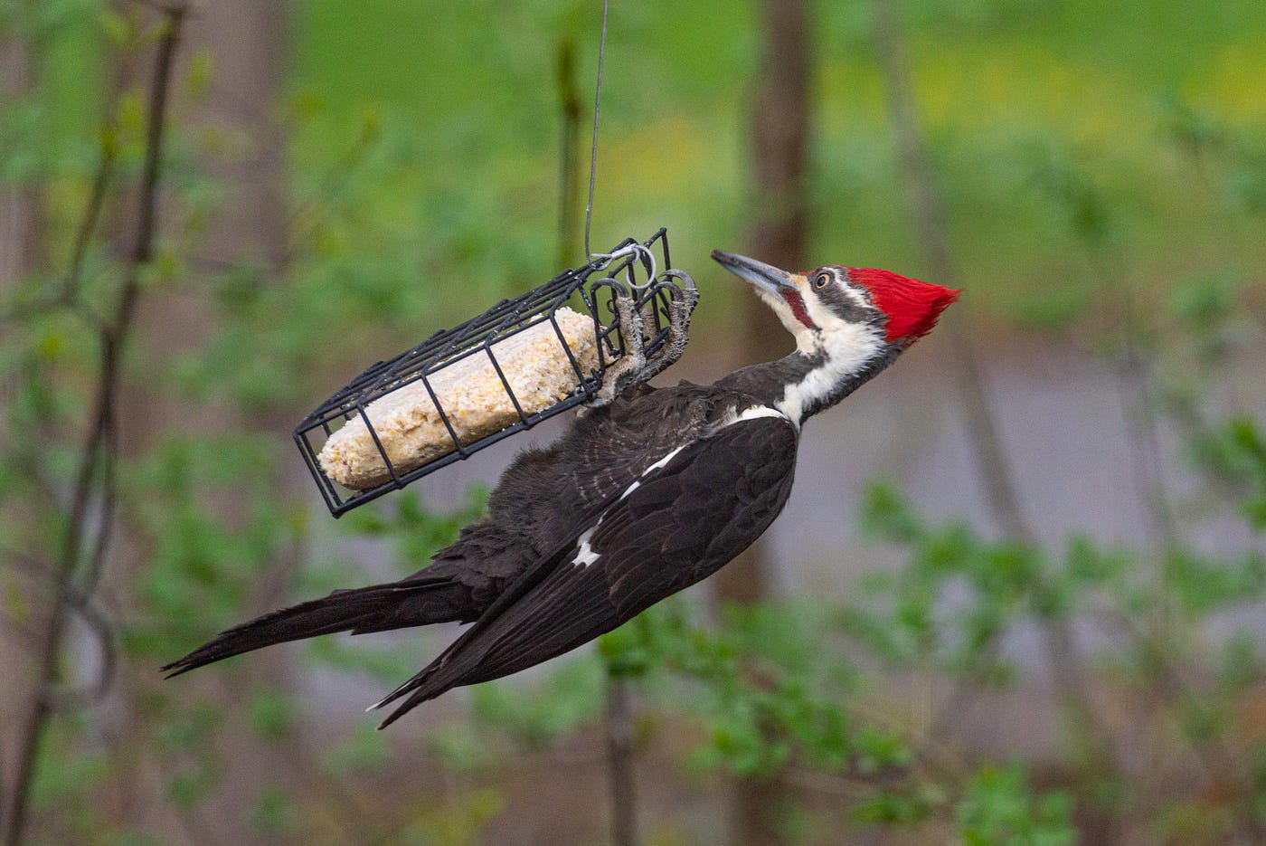 Pileated Woodpecker Wingspan