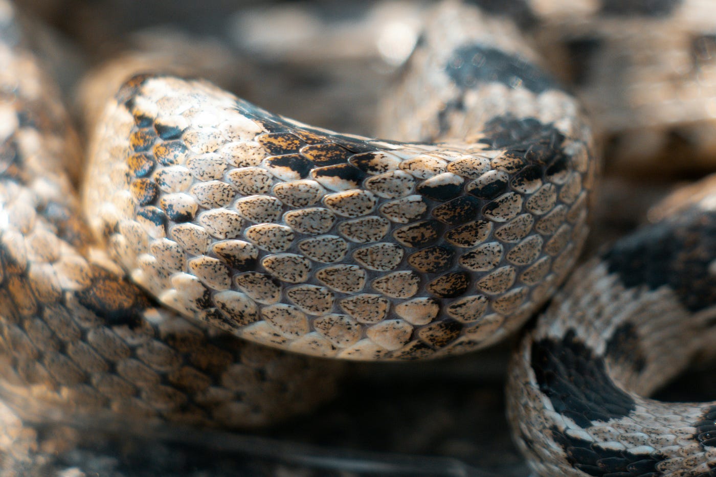 Snake Island Snakes Snake News: Australia's Own Snake Island, Where
