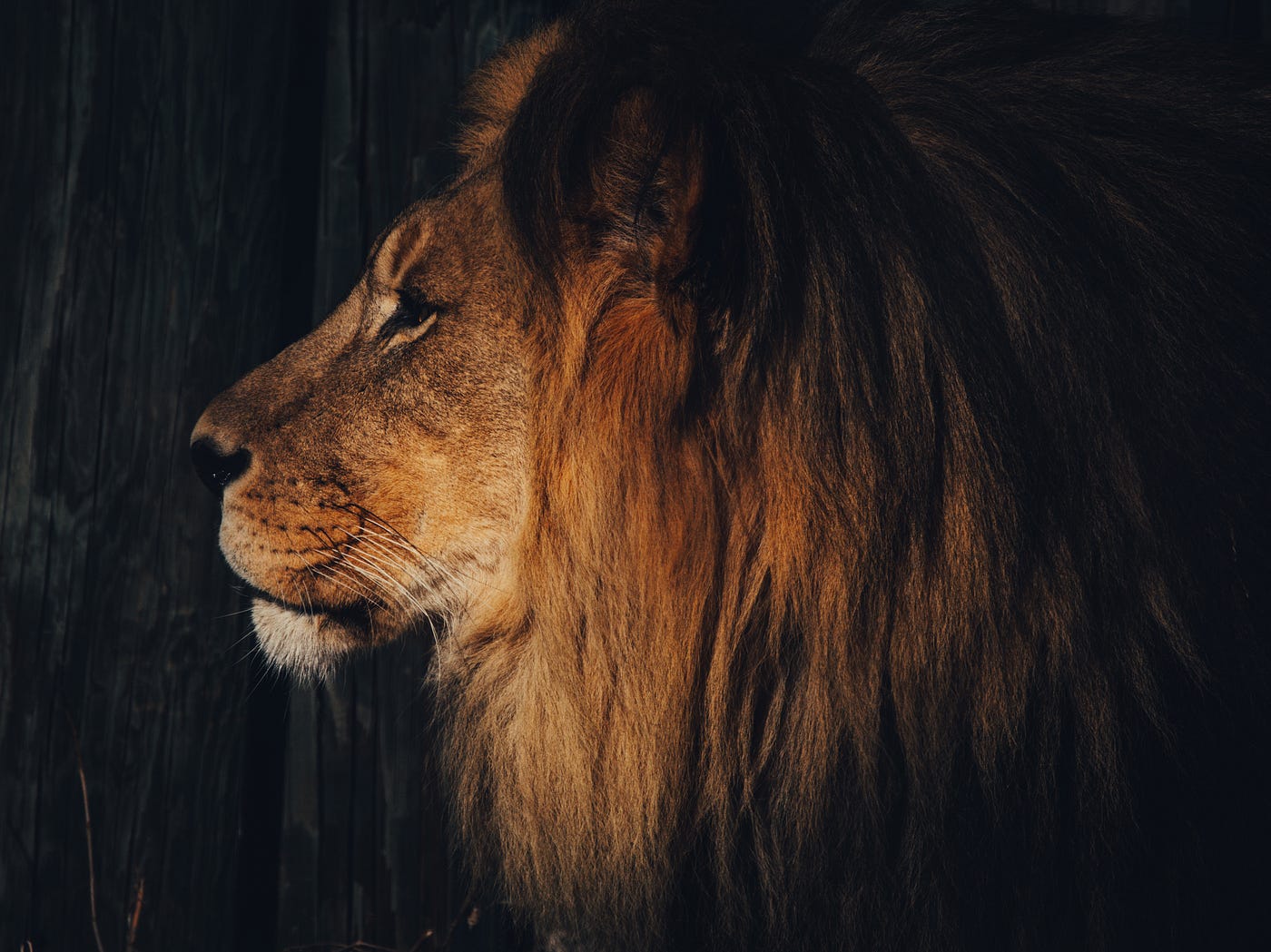 African Male Lion At Night File:A Close View Of A Male Lion