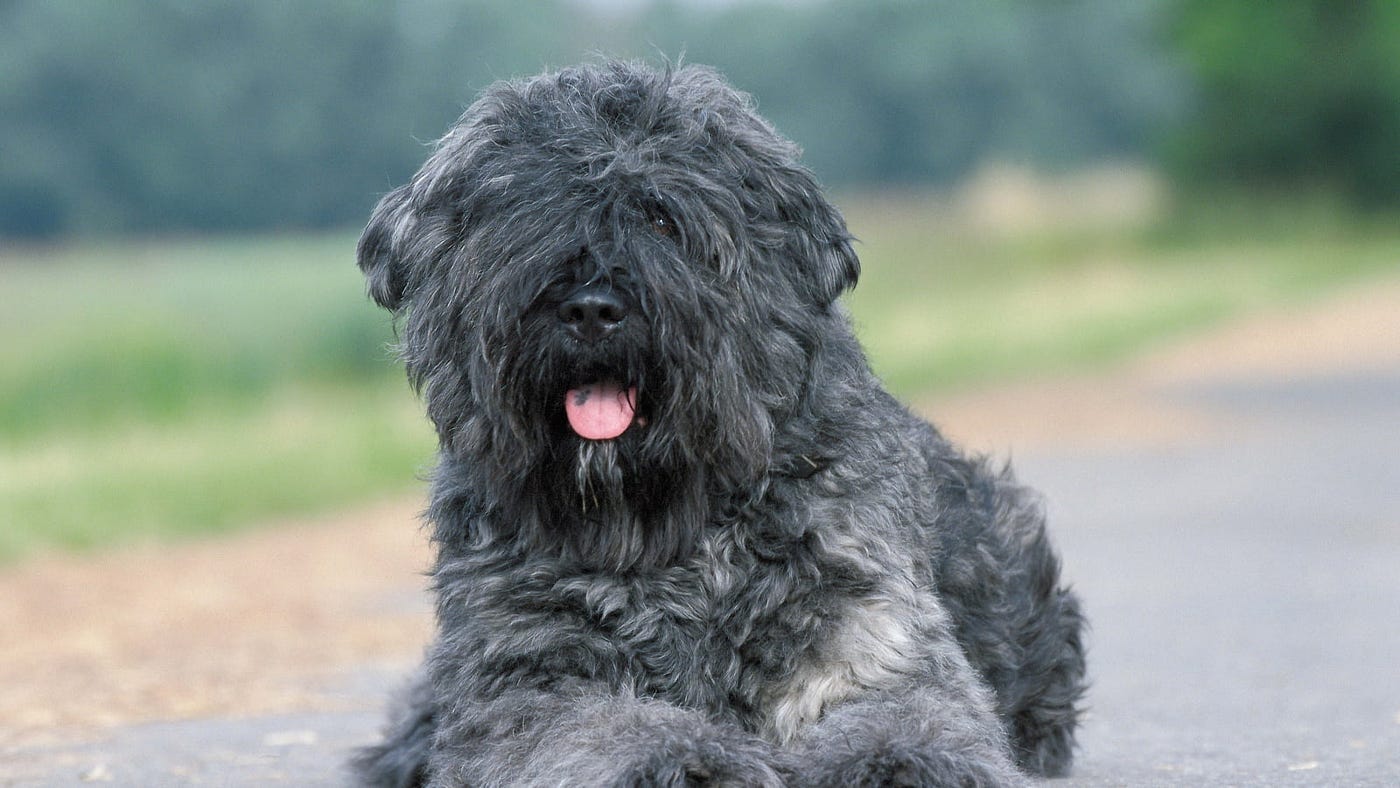 Bouvier Des Flandres Full Grown