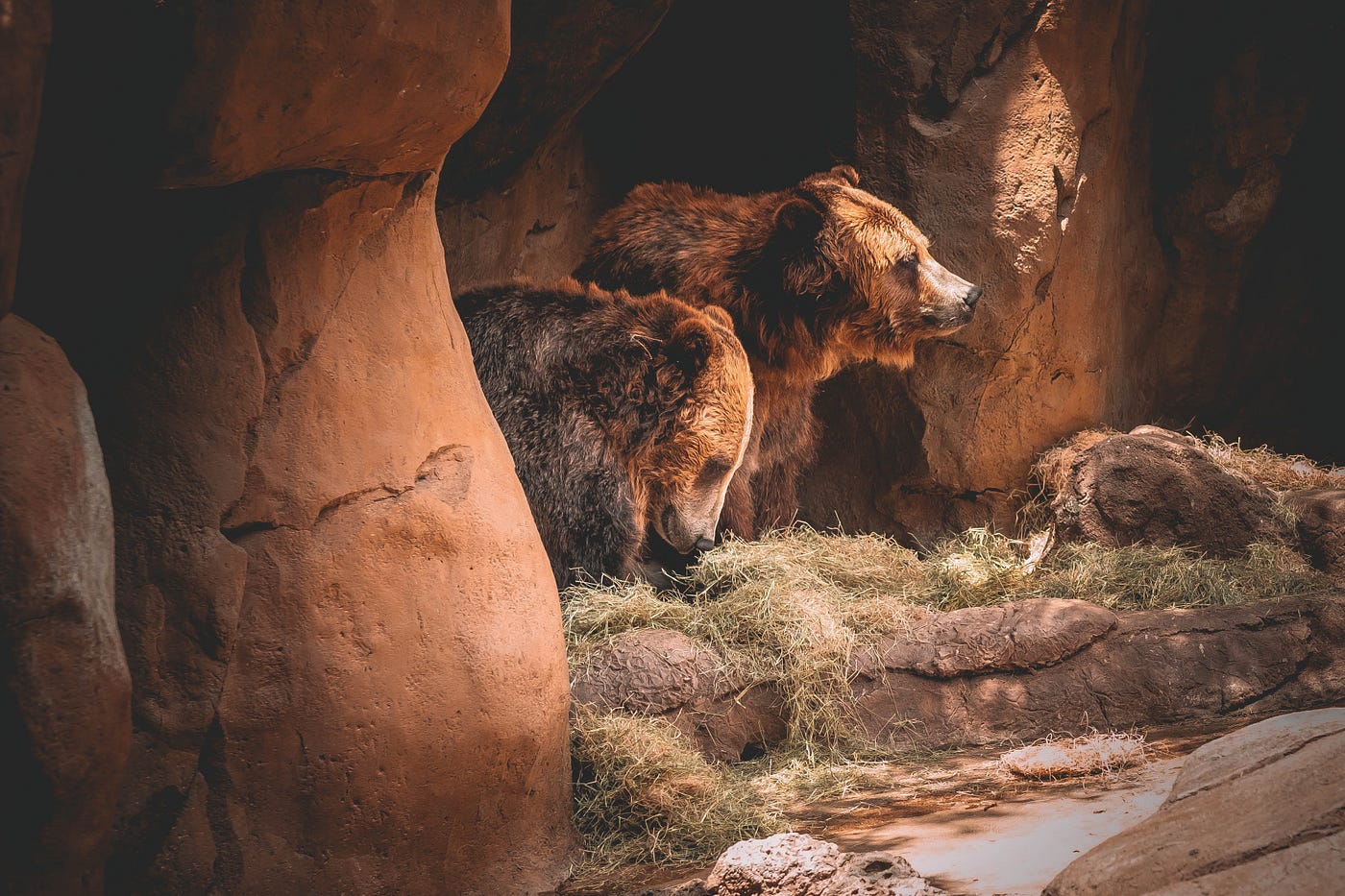 Andy39s Art To The Zoo