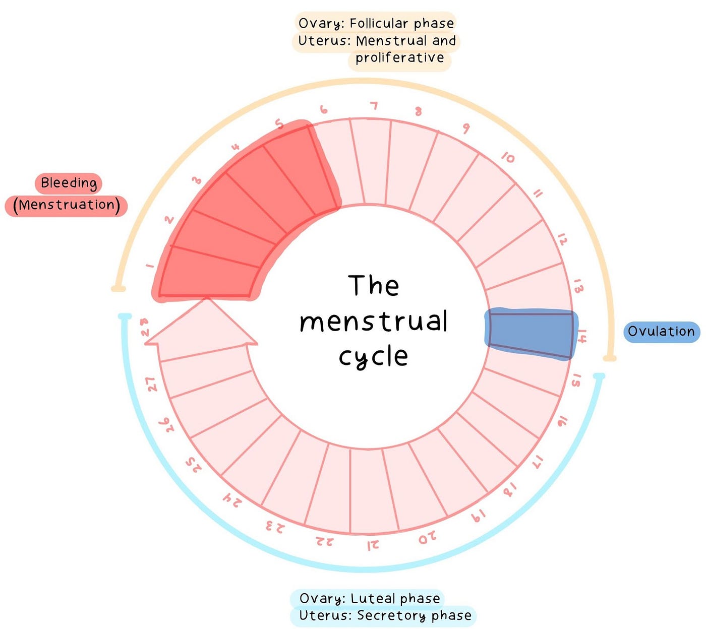 Menstrual Cycle Birth Control Pills Daily Over The Counter Oral Birth