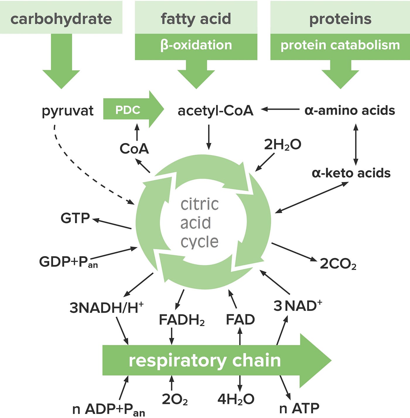 Filecitric Acid Cycle With Aconitate 2 Zhsvg