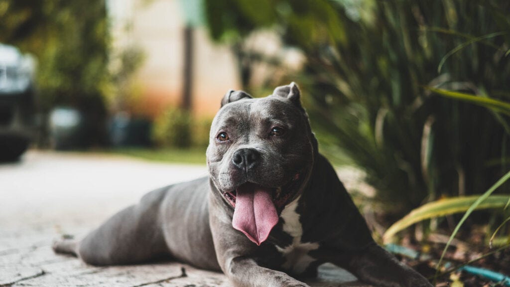 Pitbull With Cropped Tail