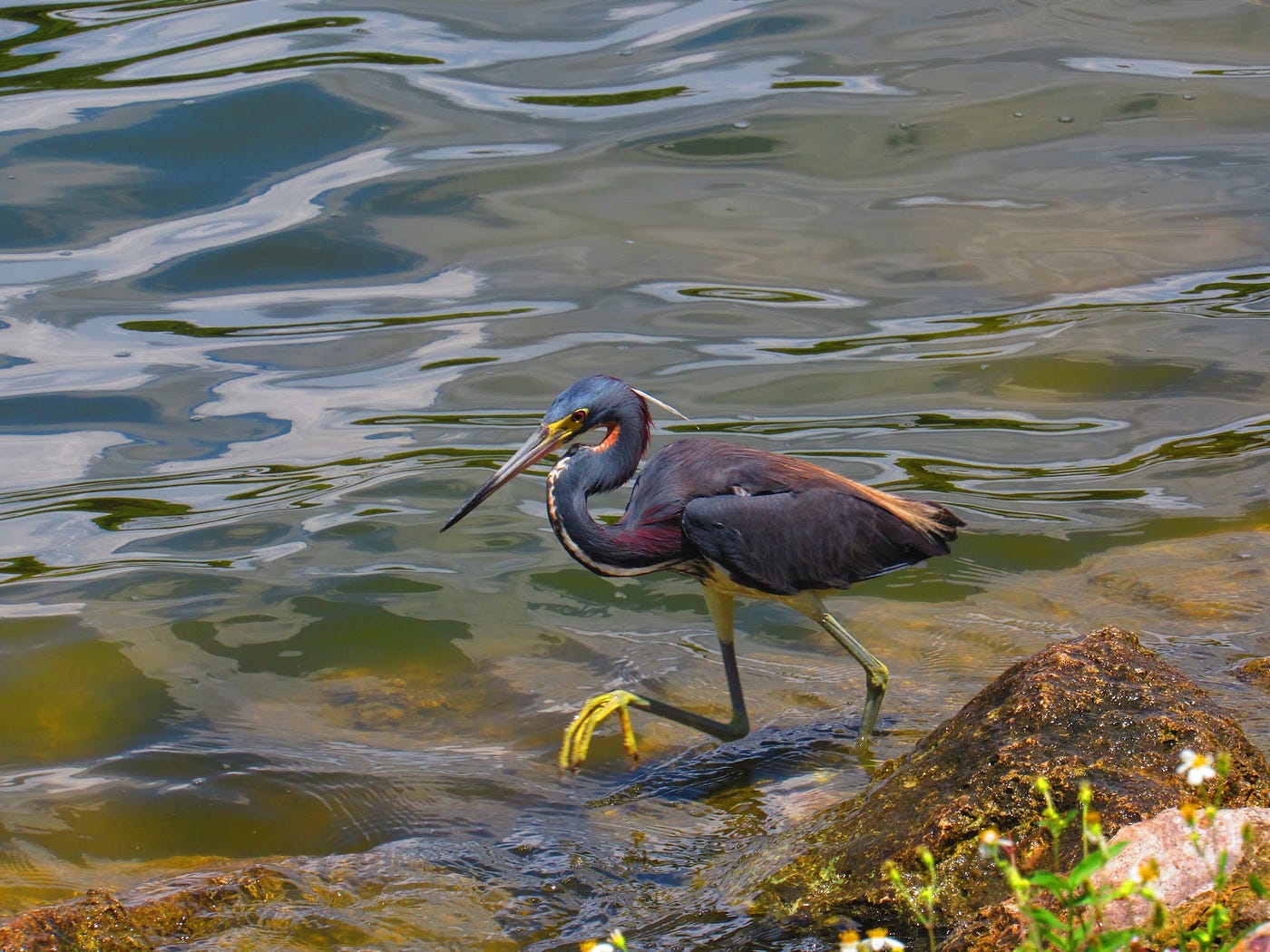 Tricolored Heron Vs Great Blue Heron