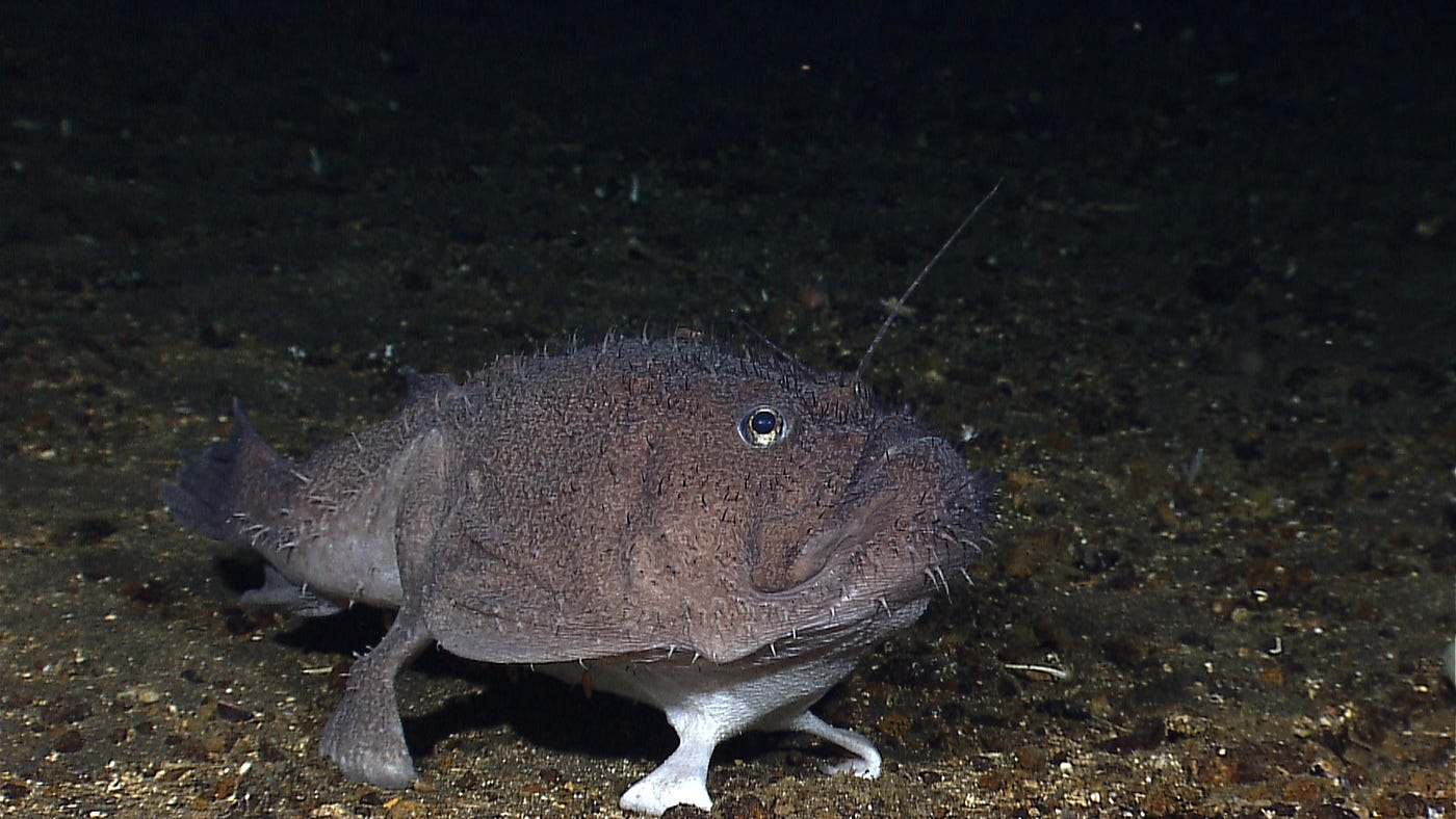 Angler Fish Mating Merge