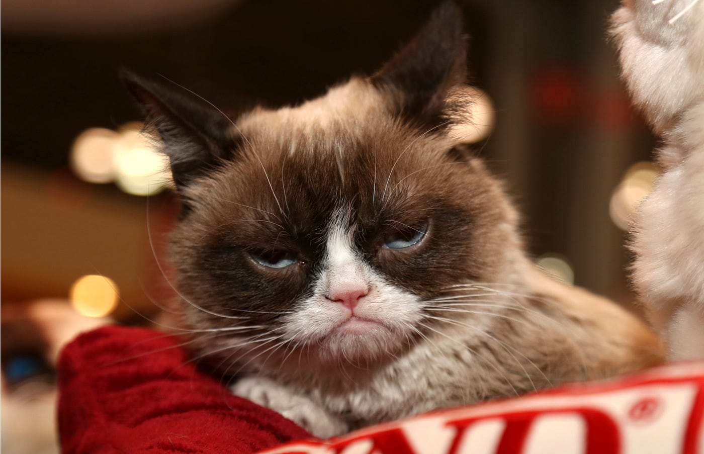 Grumpy Cat Obama Baby