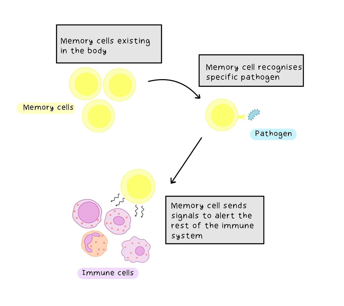 Memory Cells In The Immune System