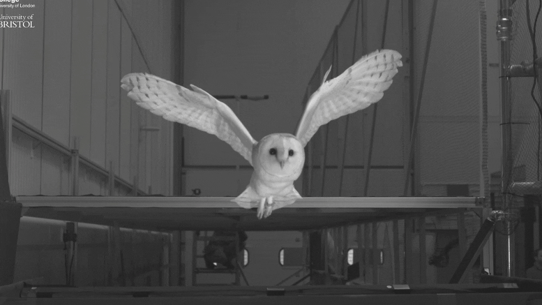 Barn Owl Flying Gif