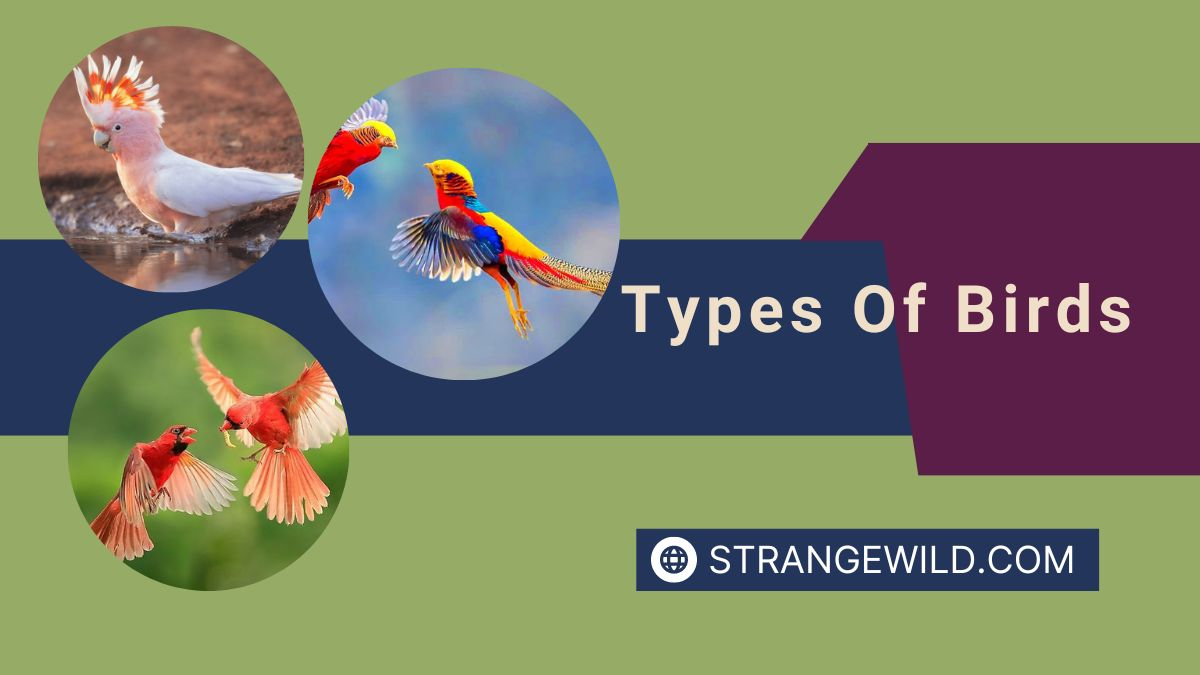 Different Types Of Birds Species
