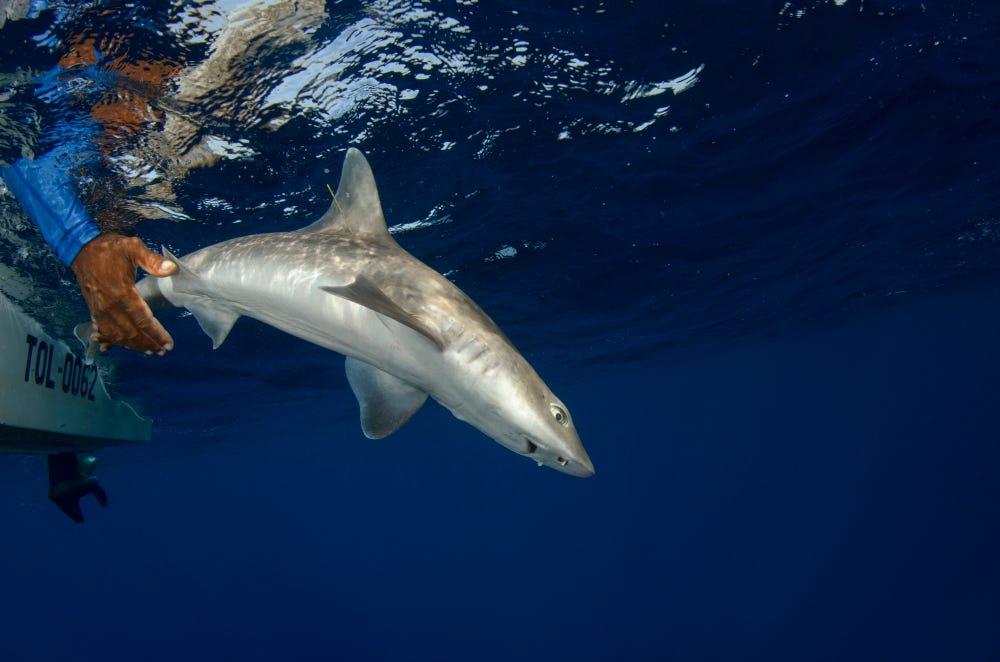 Deformed Shark Celebrity Diver Brinkley Davies Dives With Sharks While
