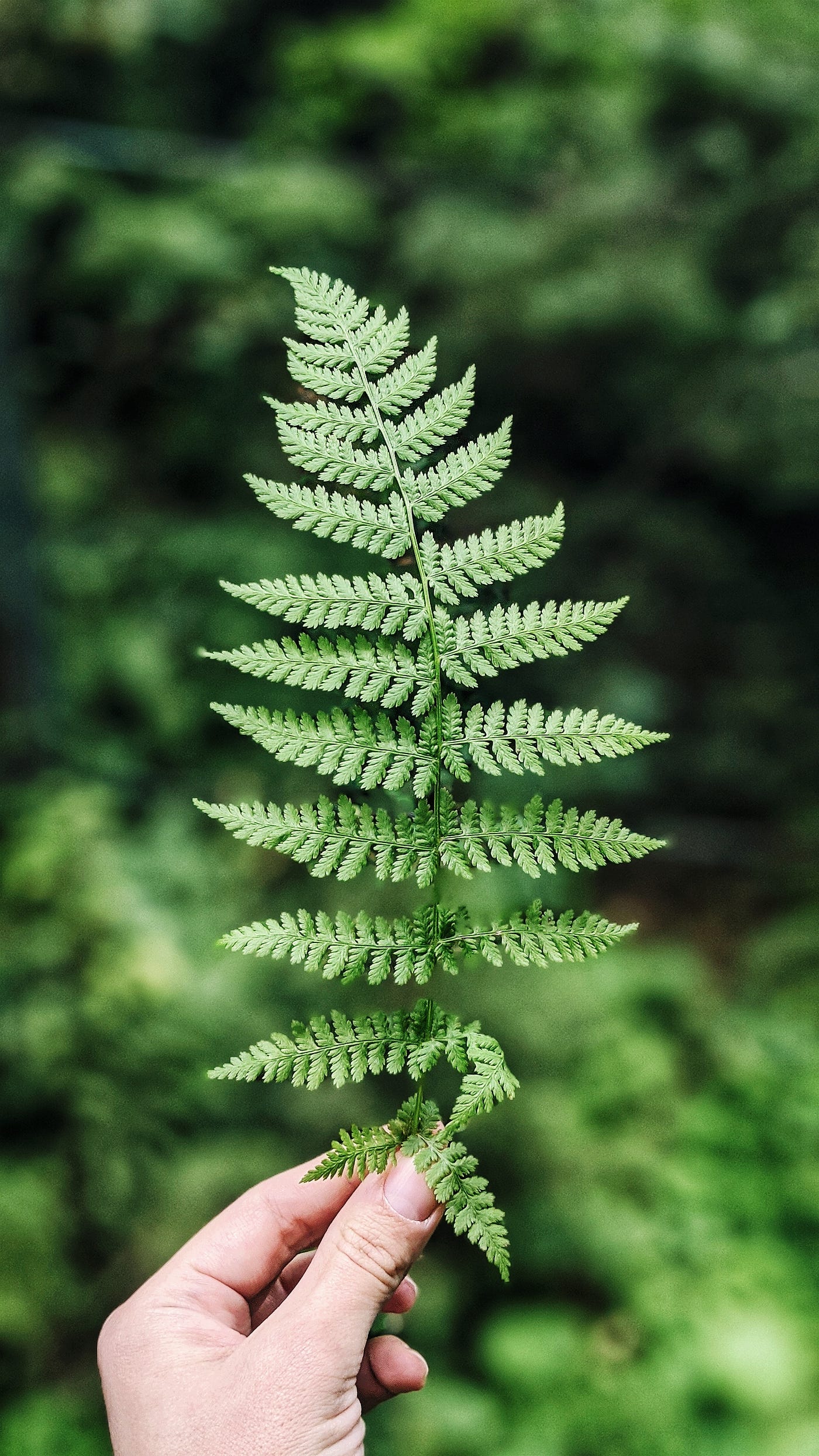 Pteridophytes Salvinia Ecological And Economic Importance Of