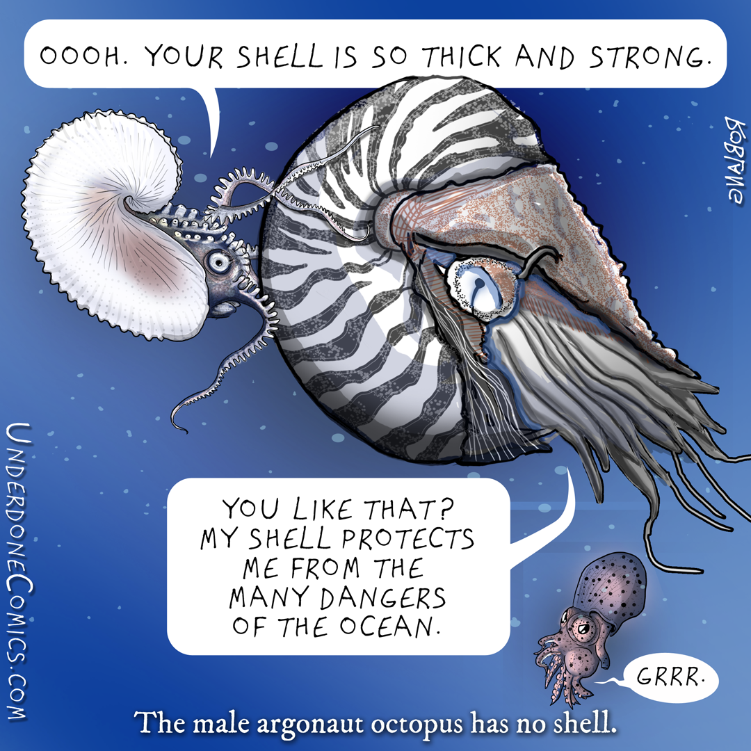 The Argonaut Octopus Gives His Arm To Inseminate His Mate
