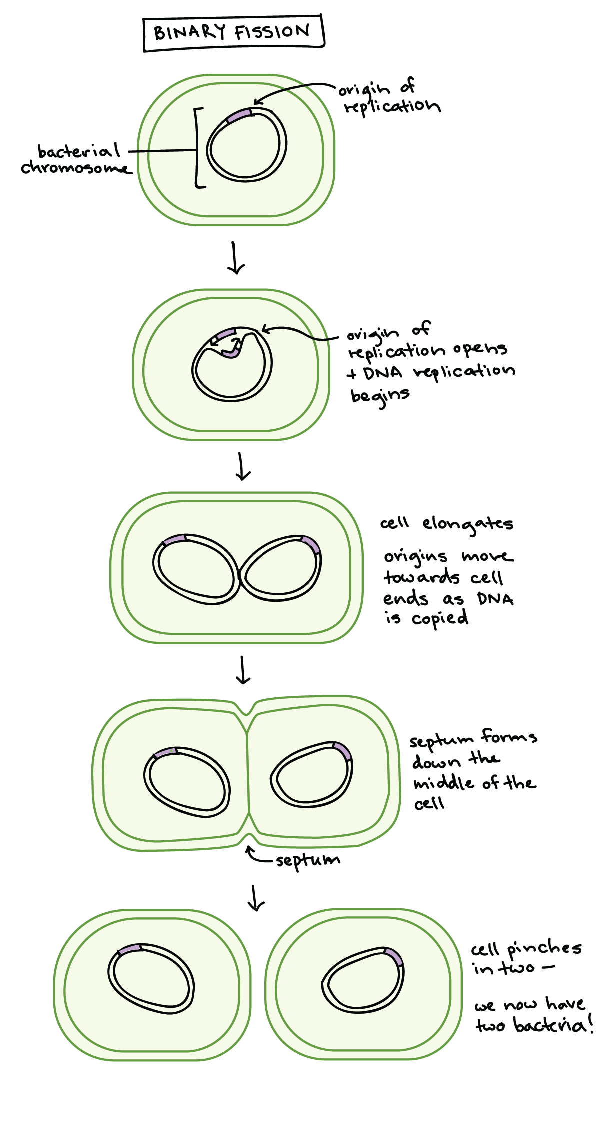Lateral Gene Transfer Bacteria Bacterial Conjugation Definition,