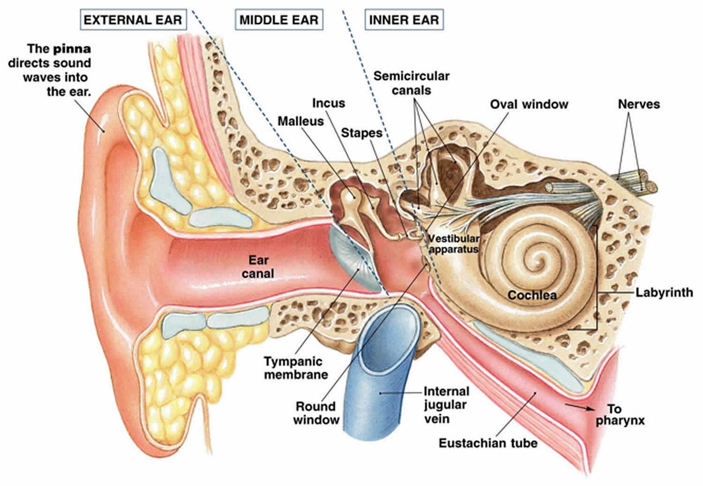 Vestibulocochlear Nerve Ear