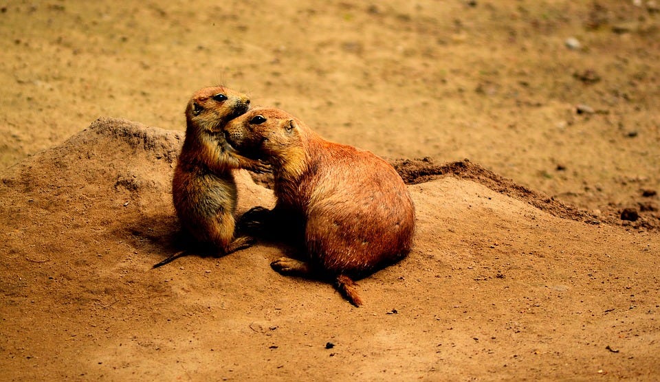 Can Prairie Dogs Communicate