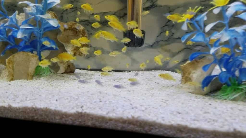 Electric Yellow Cichlid Fry