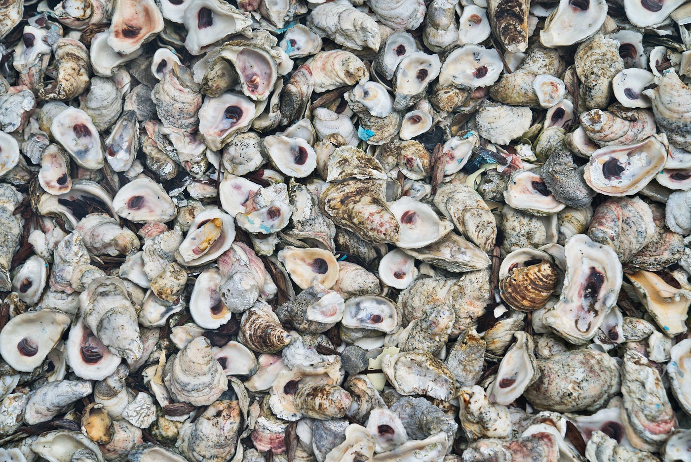 Ocean Oyster