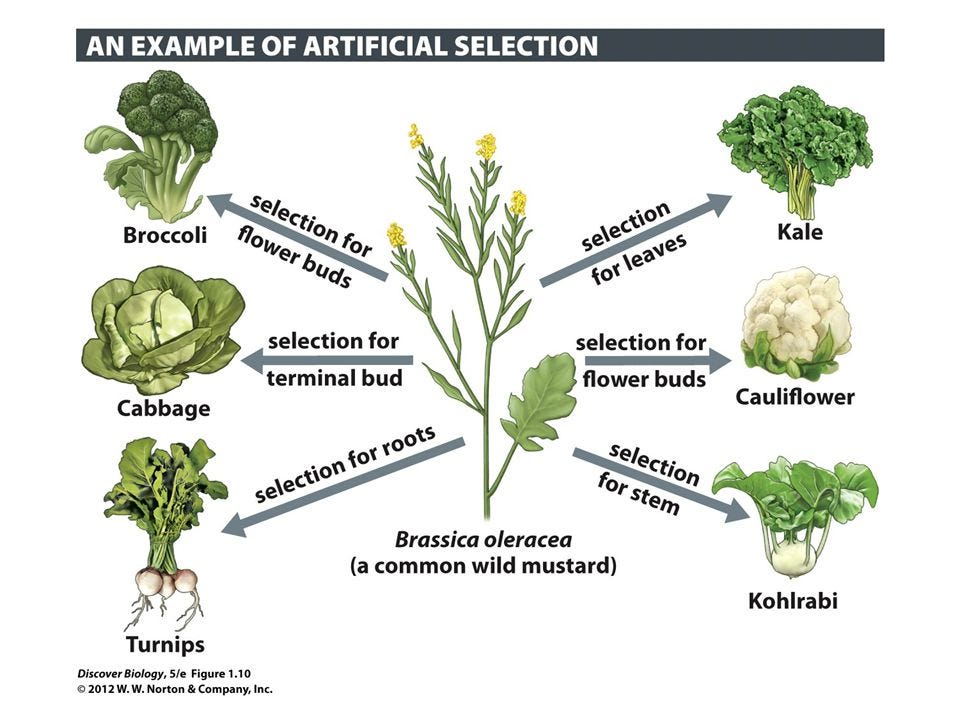 Artificial Selection Biology