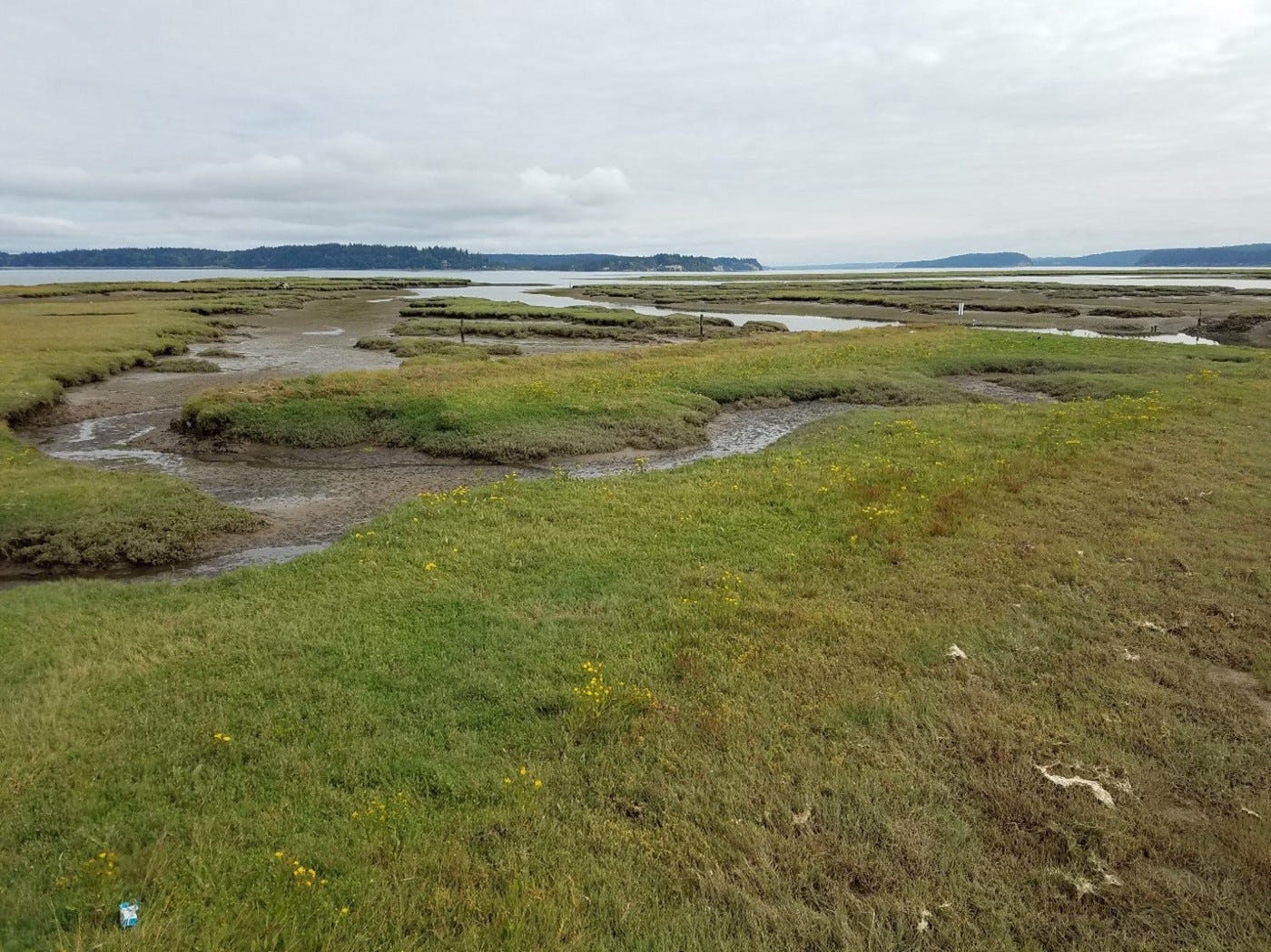 Estuary Biome