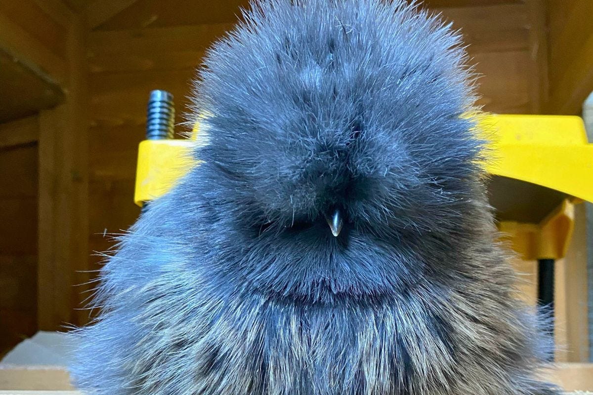 Blue Silkie Chickens