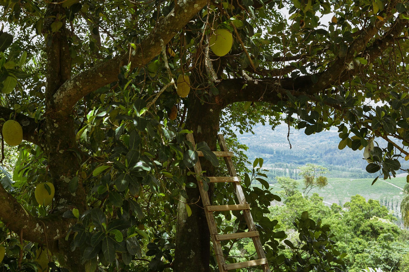 Fruits Fruit Trees Nature