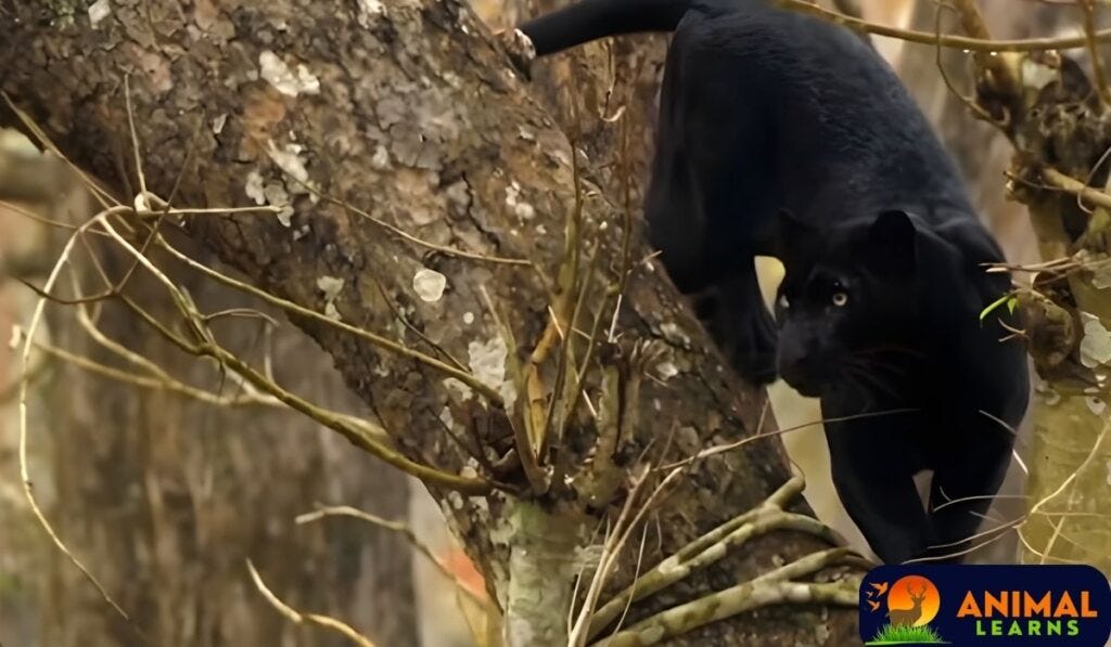 Black Panther Attack Human